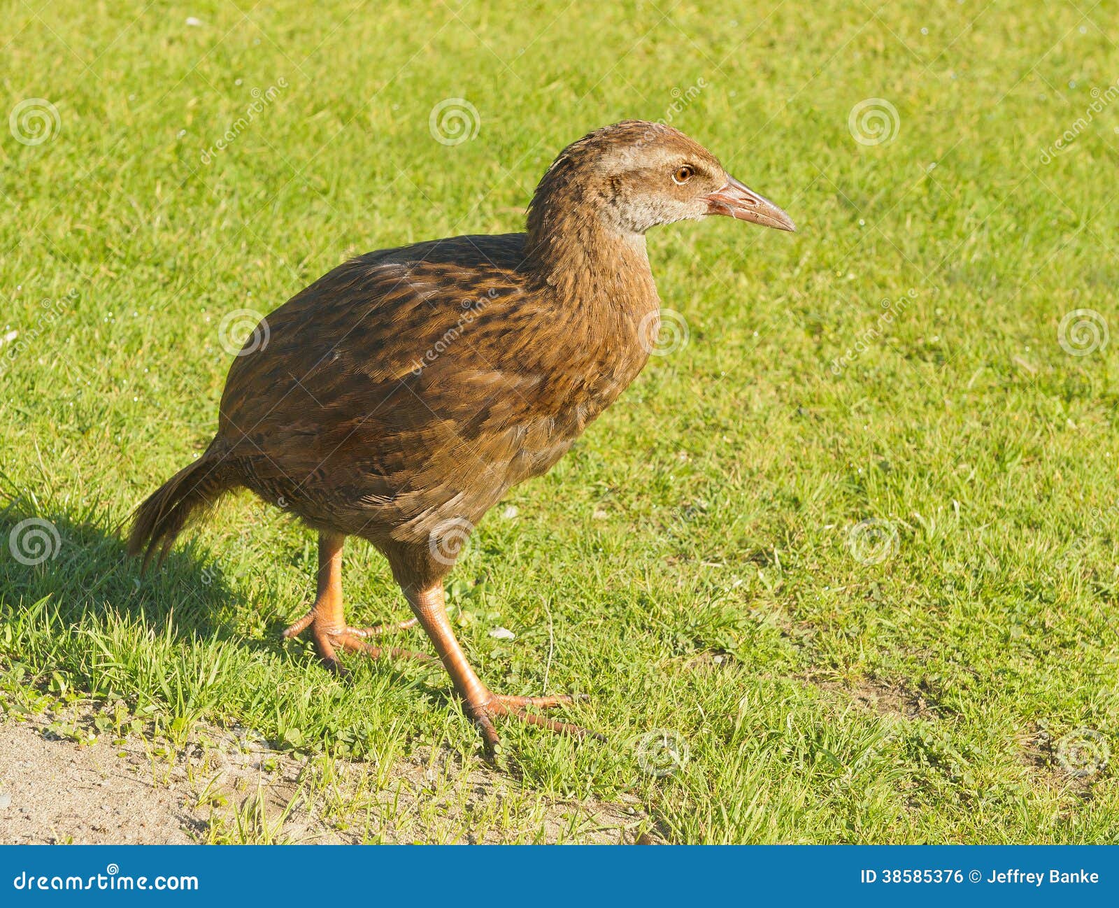 Weka stock photo. Image of birds, beak, plumage, feather - 38585376