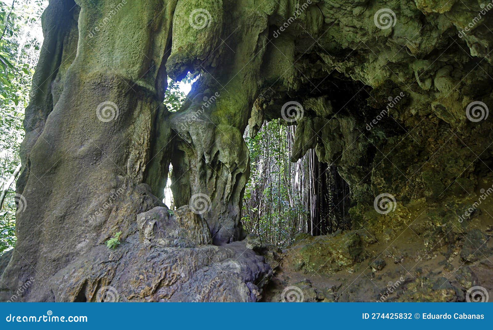 Welchman Hall Gully Park, Barbados Stock Photo - Image of exotic ...