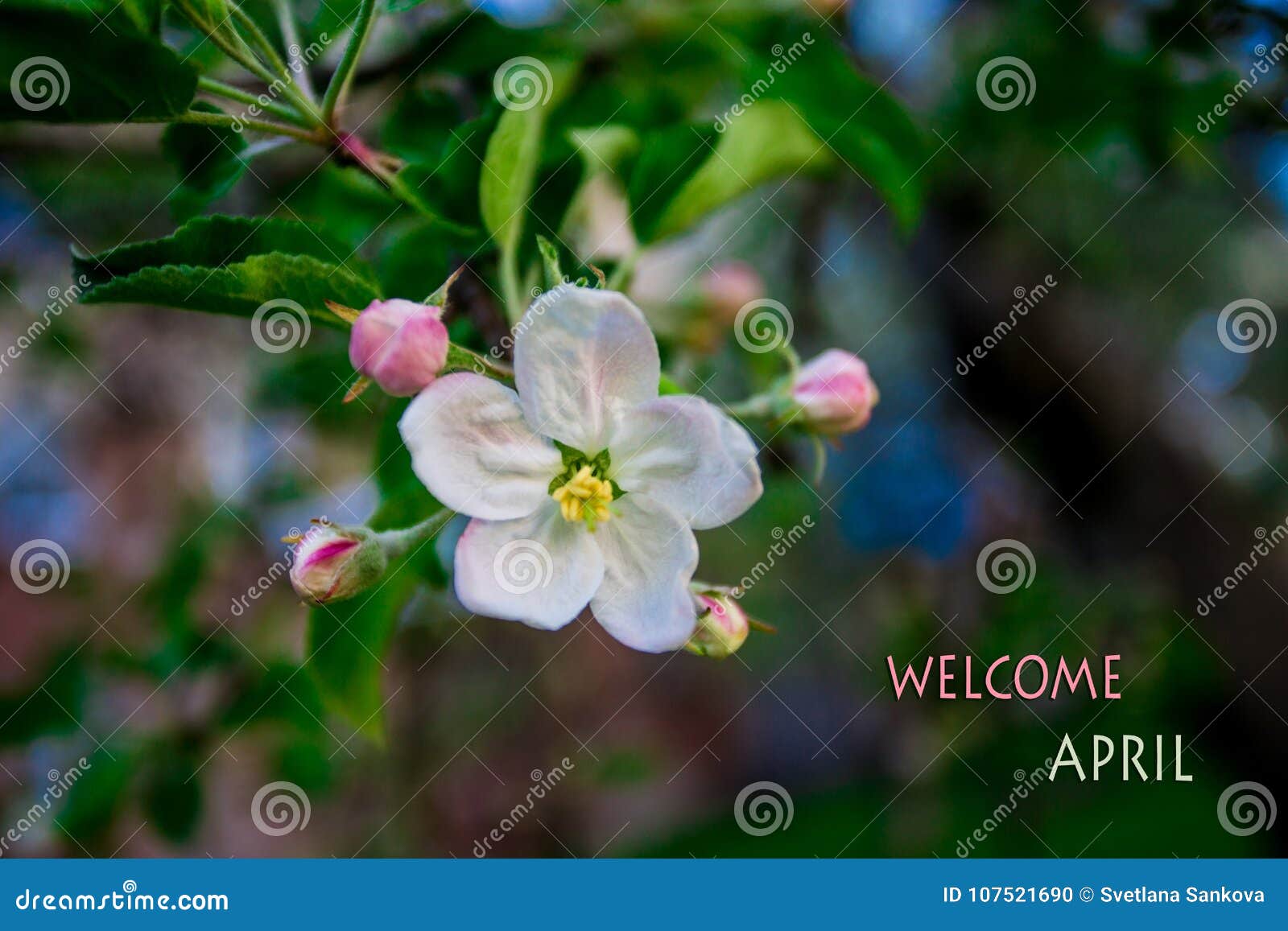 Welcome April, Message with Blooming Tree in Spring Stock Photo - Image ...