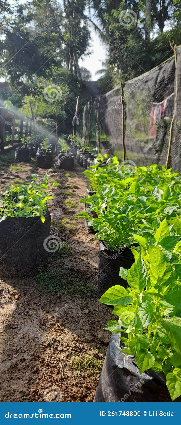 Chili Seeds when Sown Will Grow Faster when Exposed To the Sun, the ...