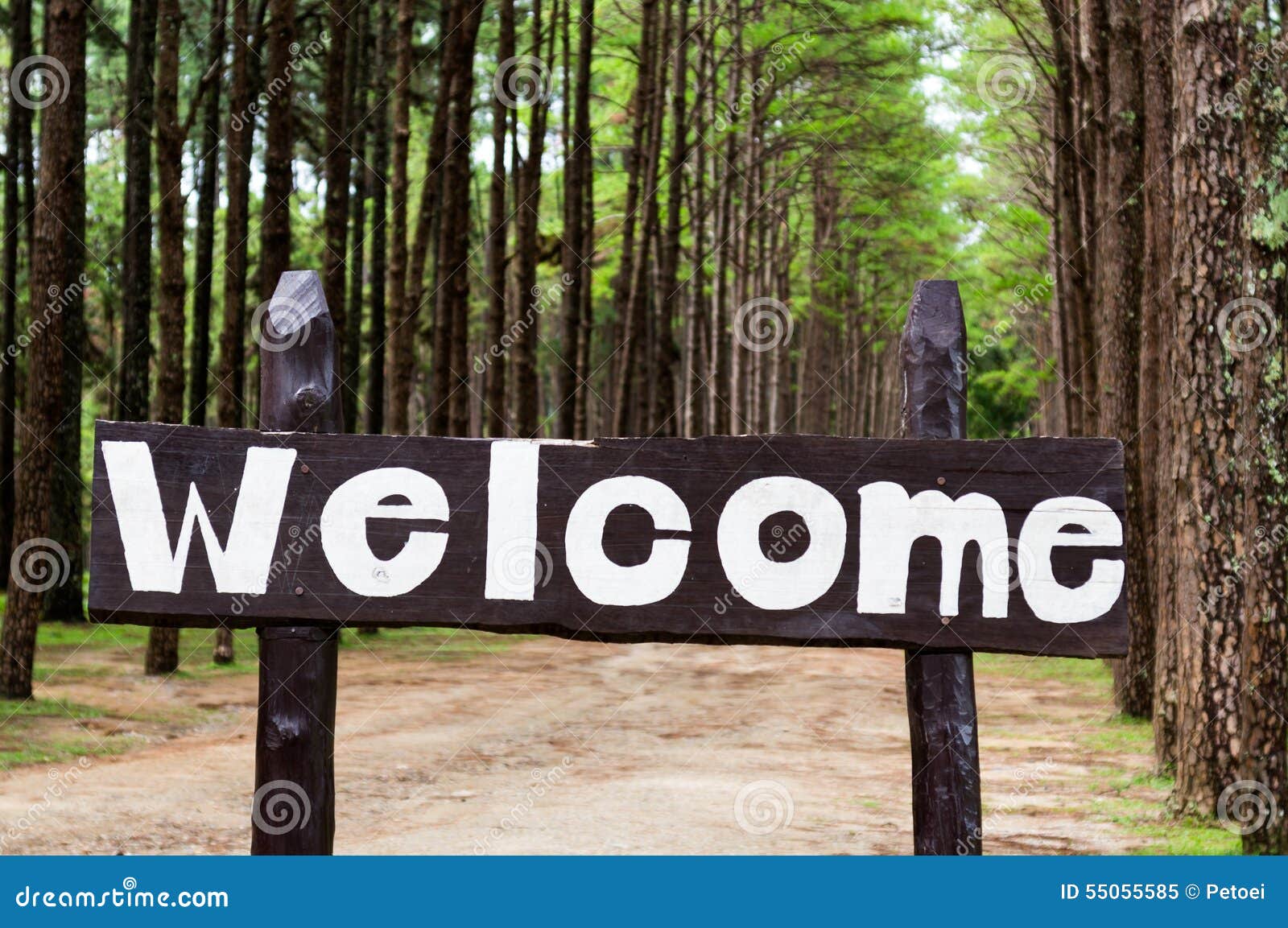 Welcome Sign in Pine Tree Forest. Stock Image - Image of forest, tree ...