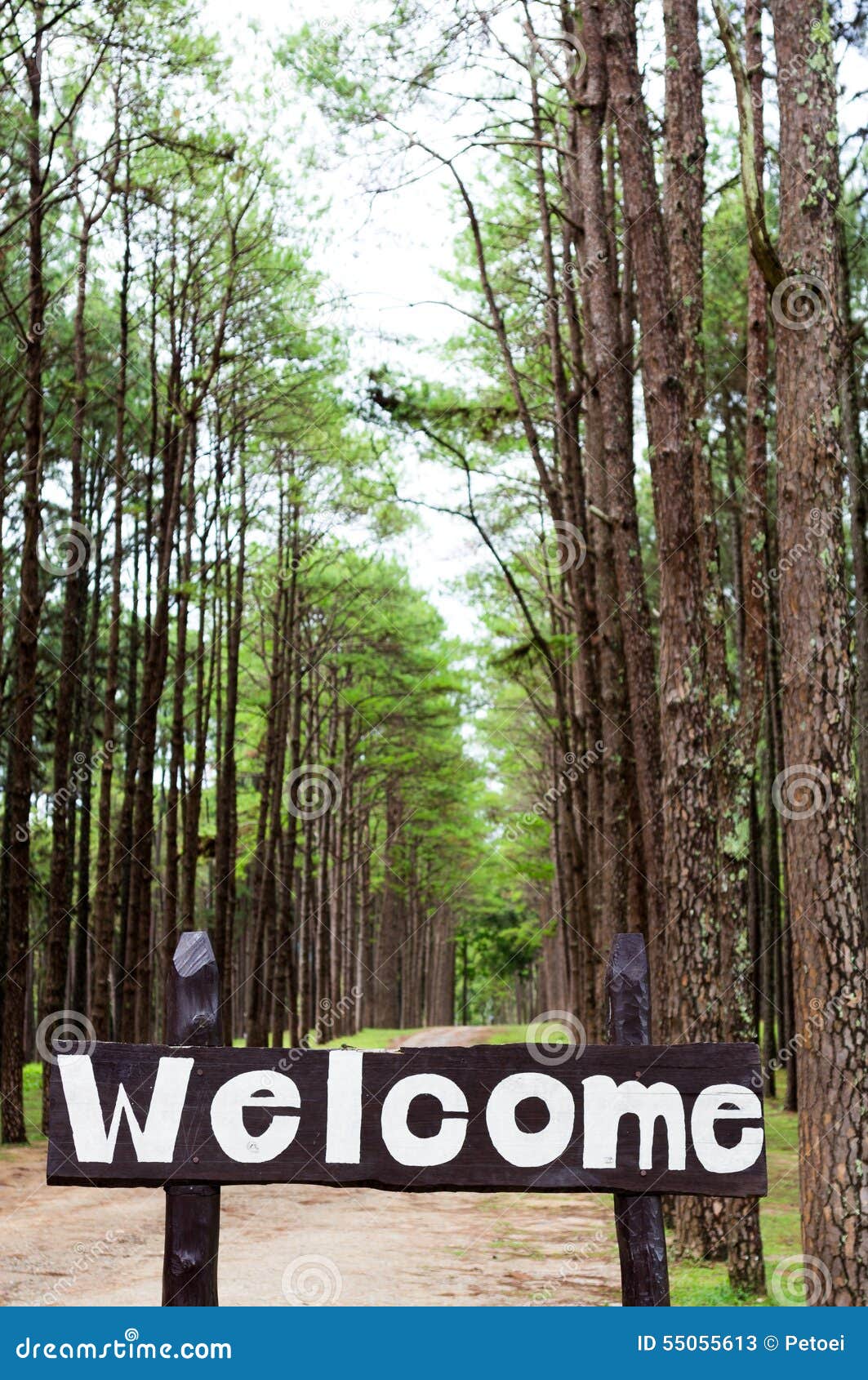 Welcome Sign in Pine Tree Forest. Stock Image - Image of green, path ...