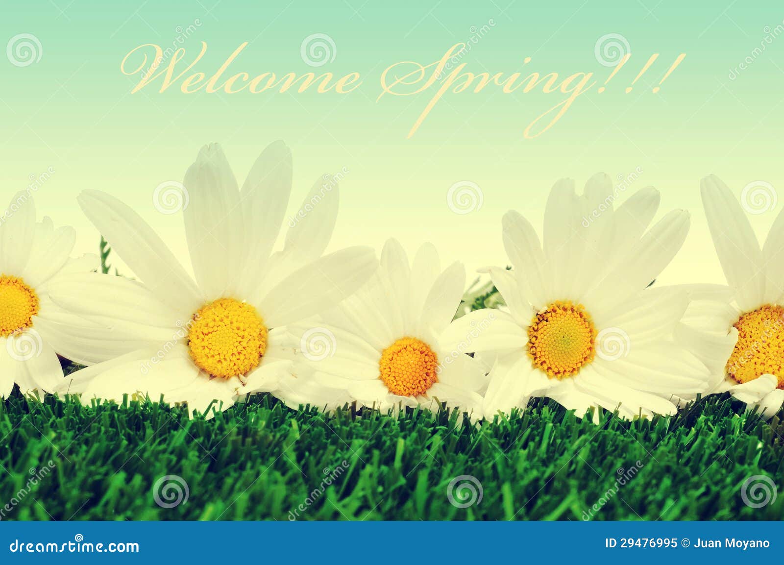 Welcome spring stock image. Image of ornamental, colorful - 29476995
