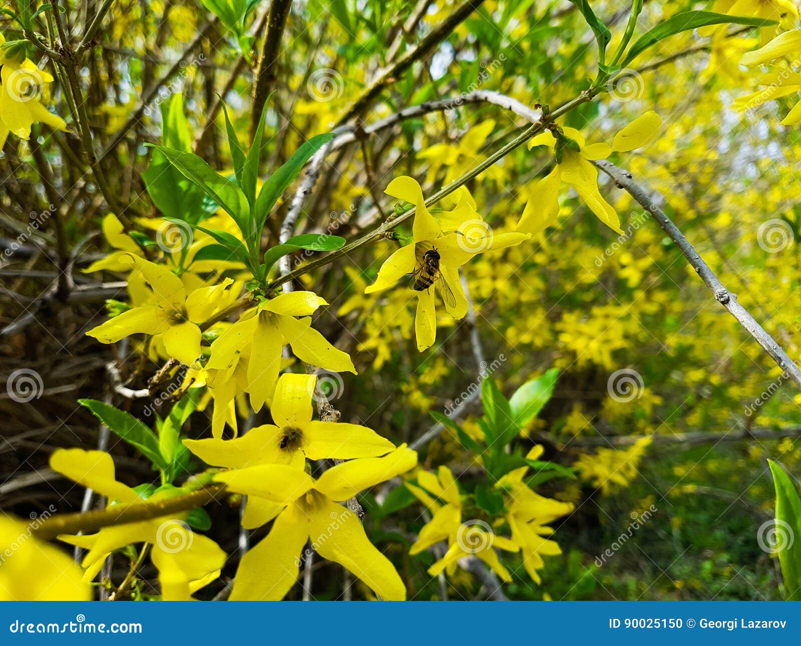 Welcome Spring Beautiful Flowers in Yellow and Green Stock Photo ...