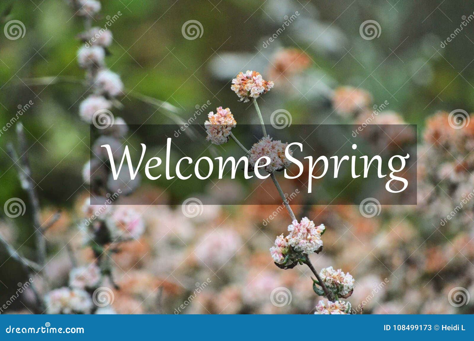 Welcome Spring with Pink Flowers Stock Image - Image of quote, welcome ...