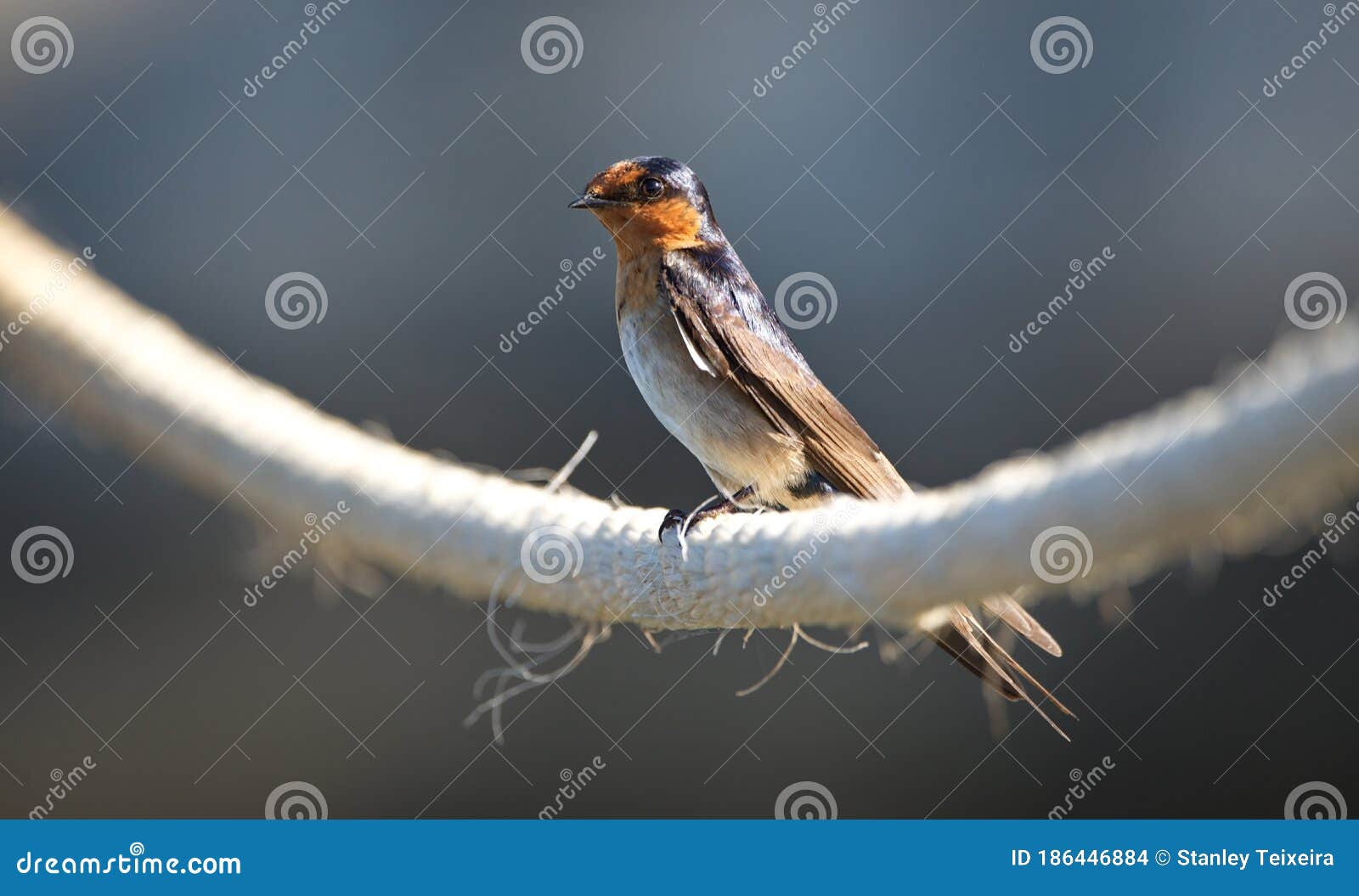 Welcome swallow stock photo. Image of nature, welcome - 186446884