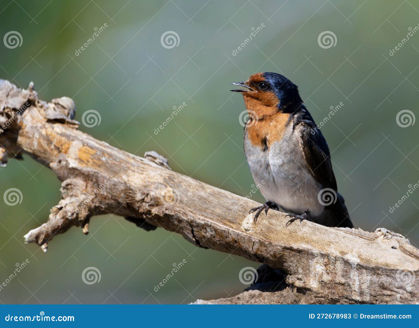 Welcome Swallow Bird Perched Atop a Tree Branc Stock Image - Image of ...