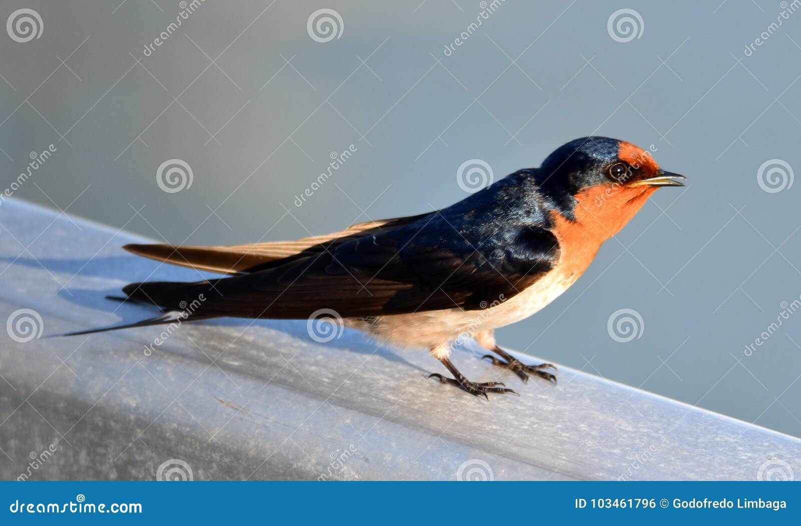 Welcome Swallow stock photo. Image of lensen, black - 103461796