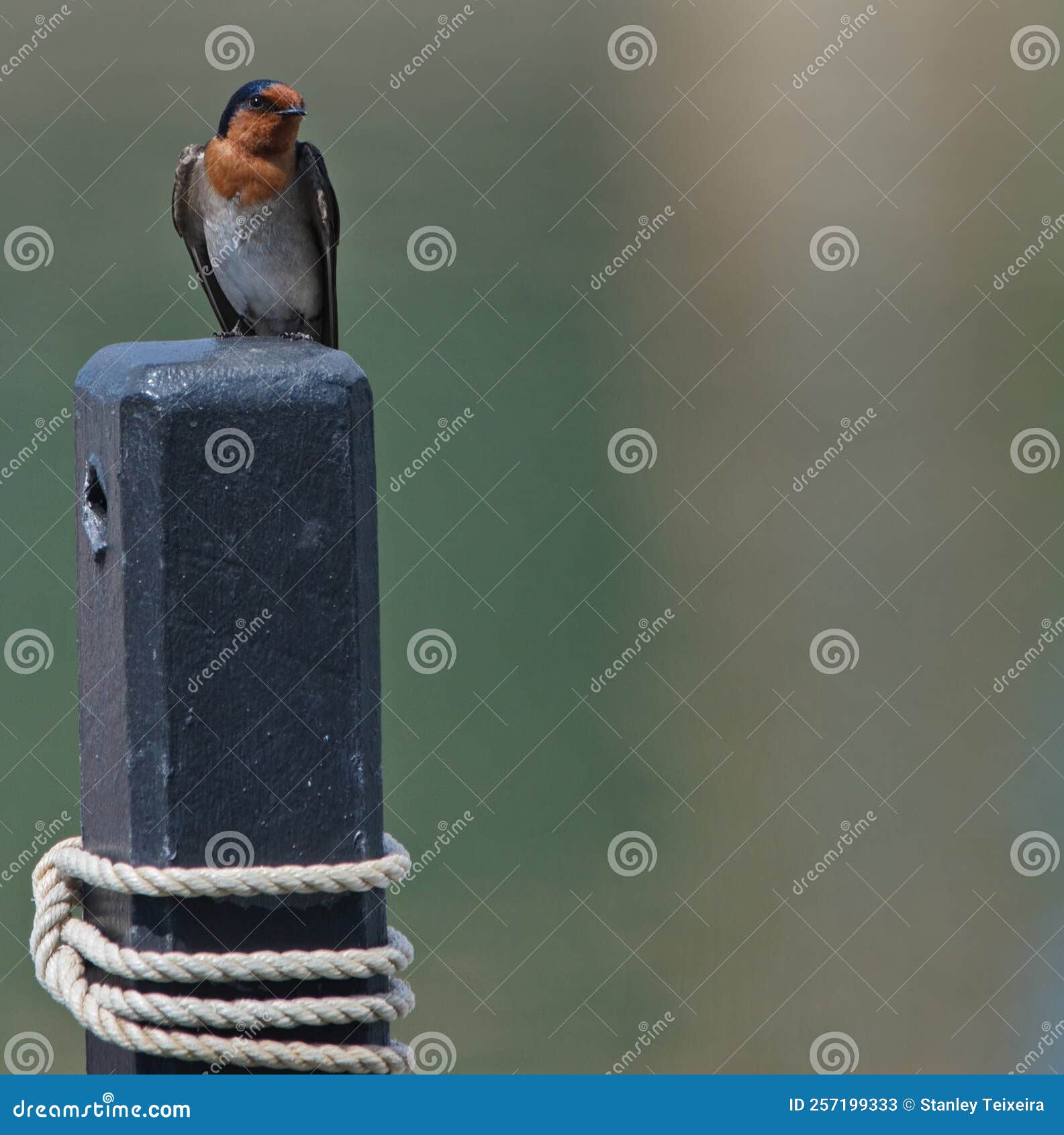 Welcome swallow stock image. Image of bird, sitting - 257199333