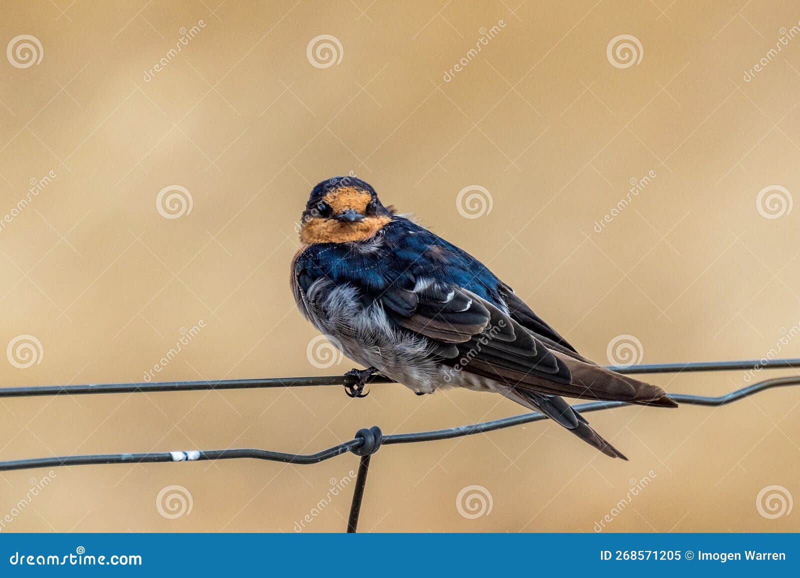 Welcome Swallow in Victoria Australia Stock Image - Image of ...