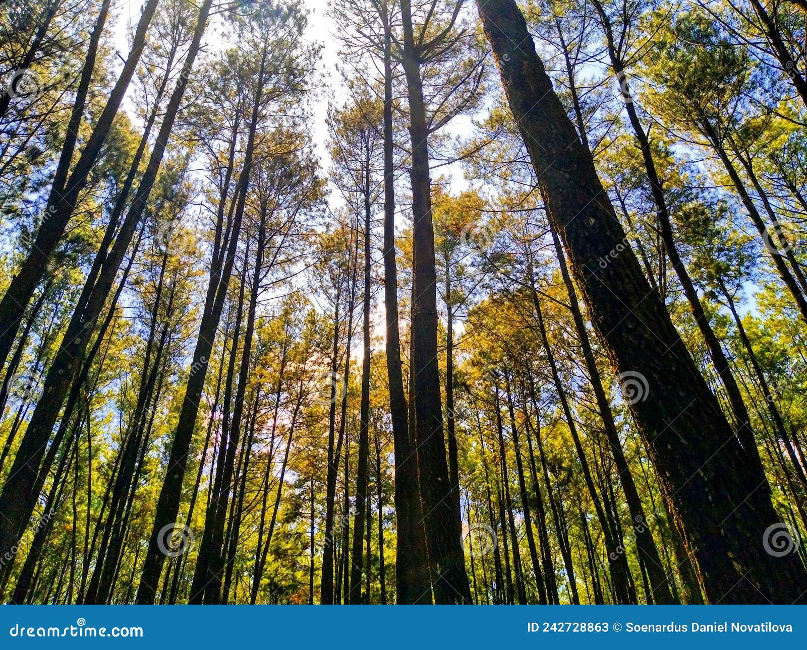 Welcome to the forest tree stock image. Image of sunli - 242728863