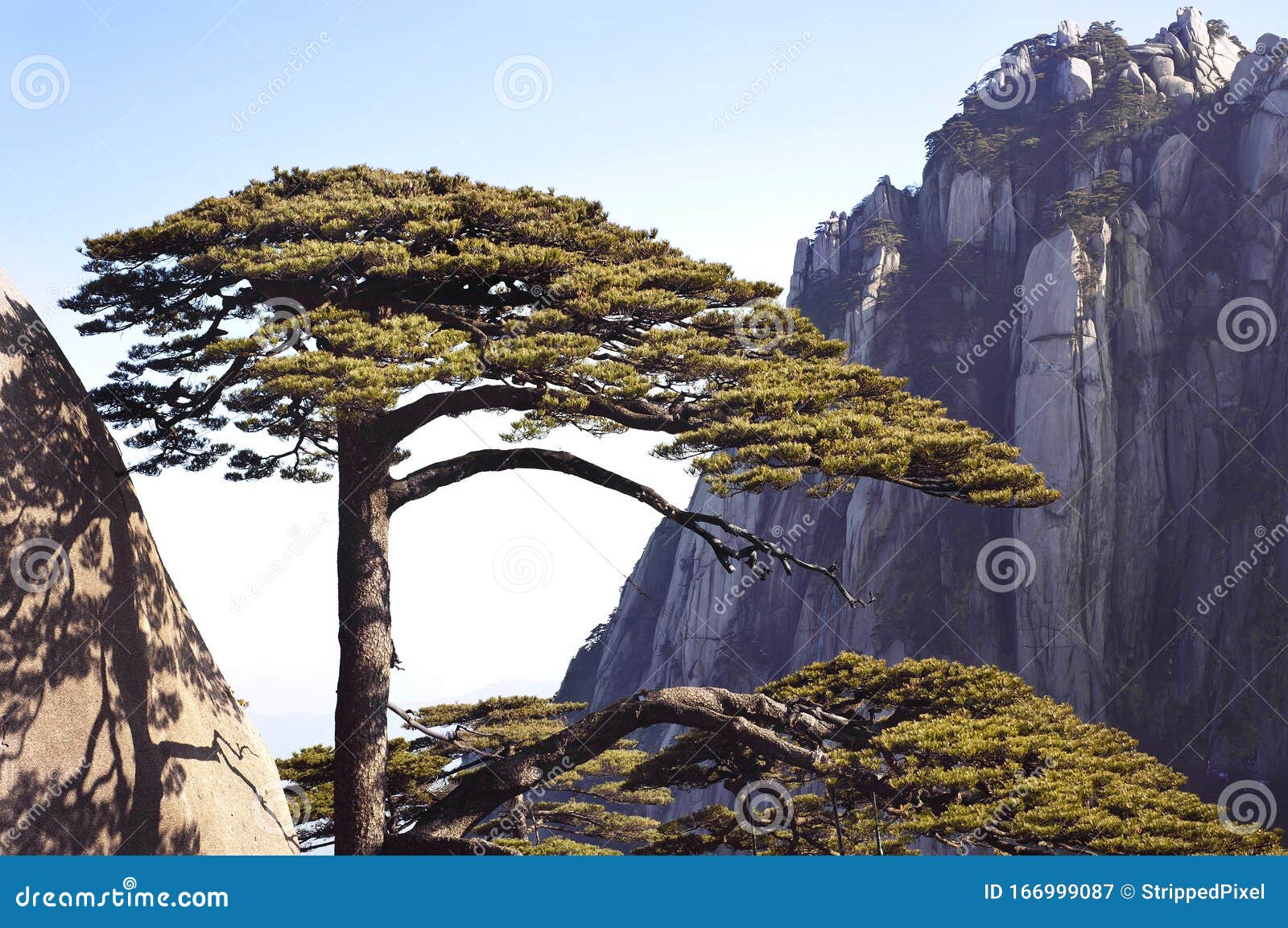 Welcoming Pine Tree, Huangshan, China Stock Image - Image of huang ...