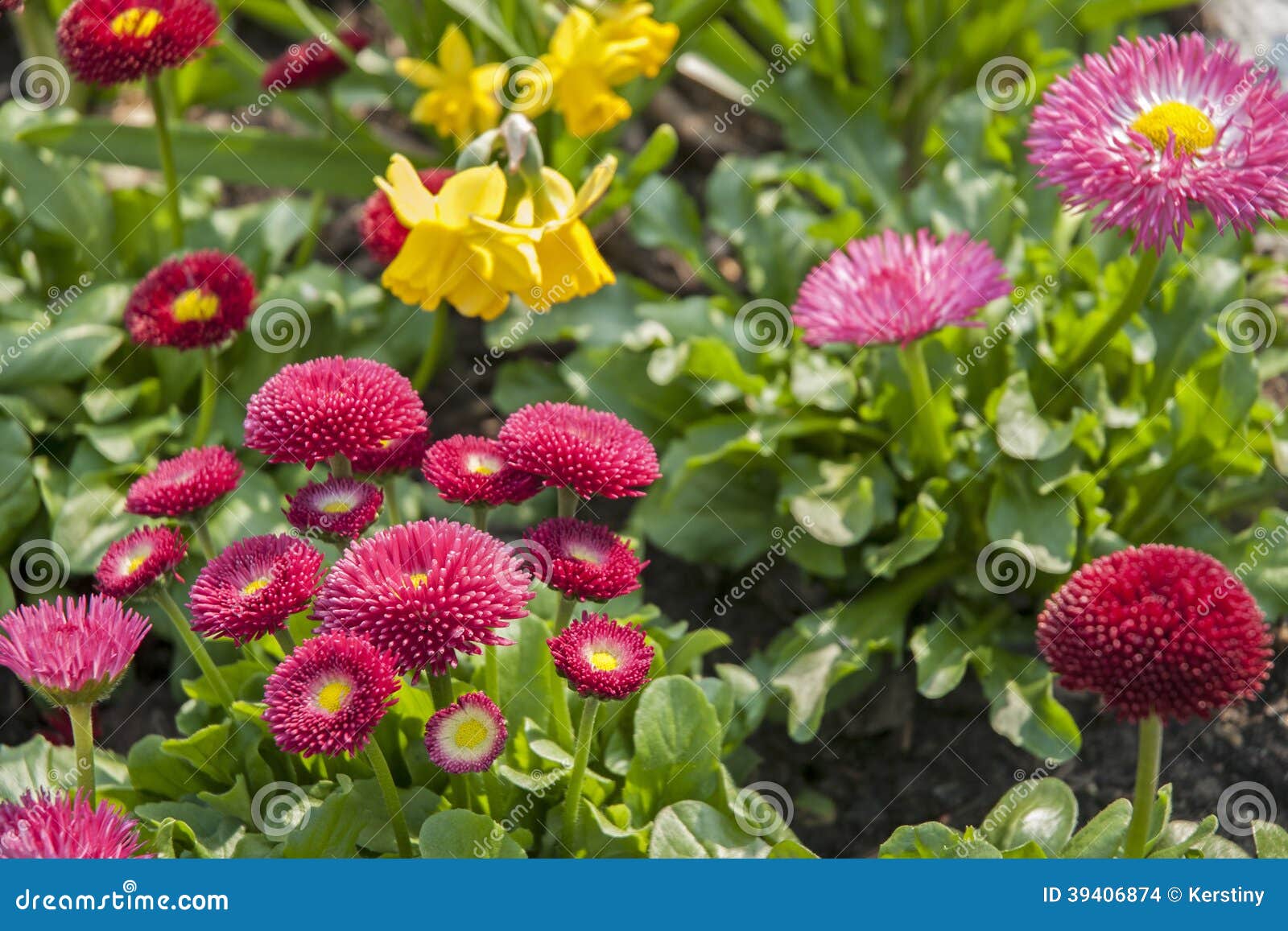 Welcoming Spring stock photo. Image of botany, decoration - 39406874