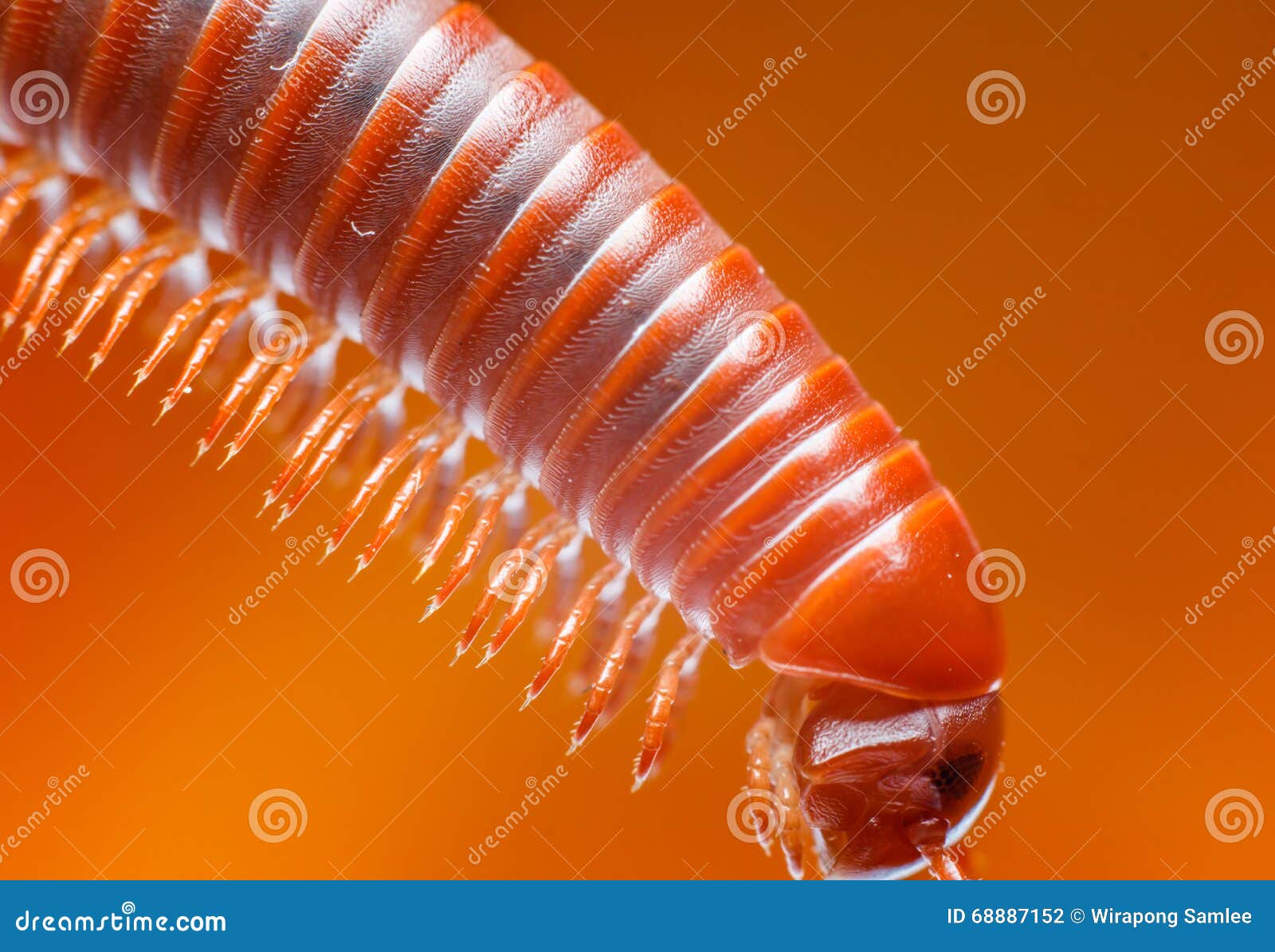 Welding work. stock photo. Image of insect, people, biology - 68887152