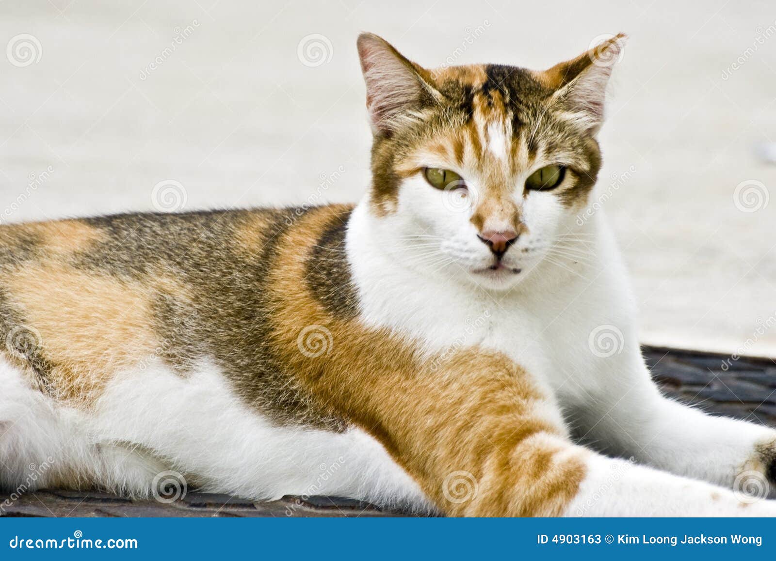 Well behave cat stock image. Image of multi, cute, behaved - 4903163