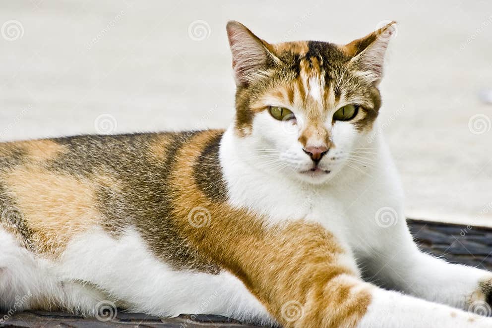 Well behave cat stock image. Image of multi, cute, behaved - 4903163
