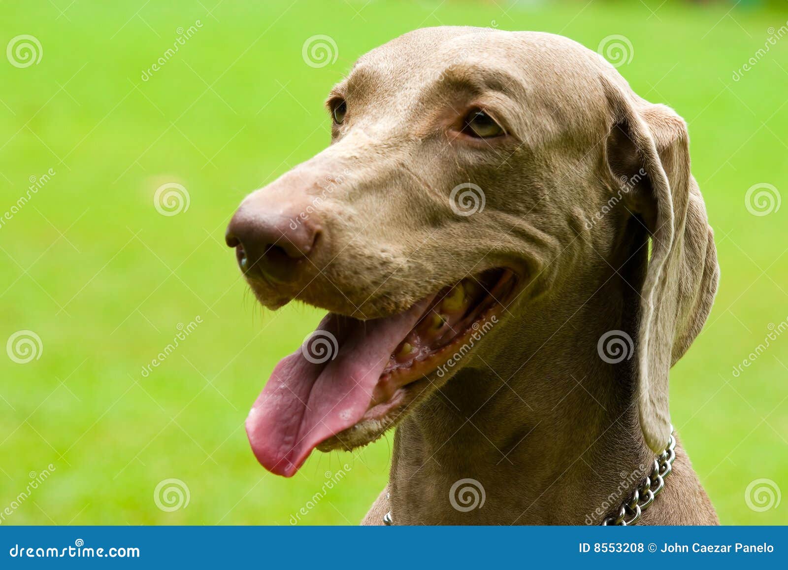 Well-behaved Dog stock photo. Image of nature, outdoor - 8553208