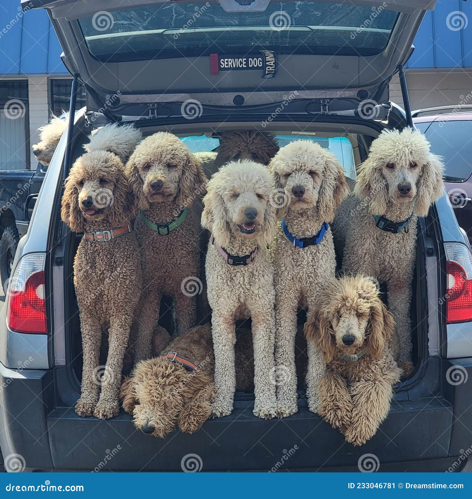 Well Behaved Group of Poodles Stock Image - Image of furniture ...
