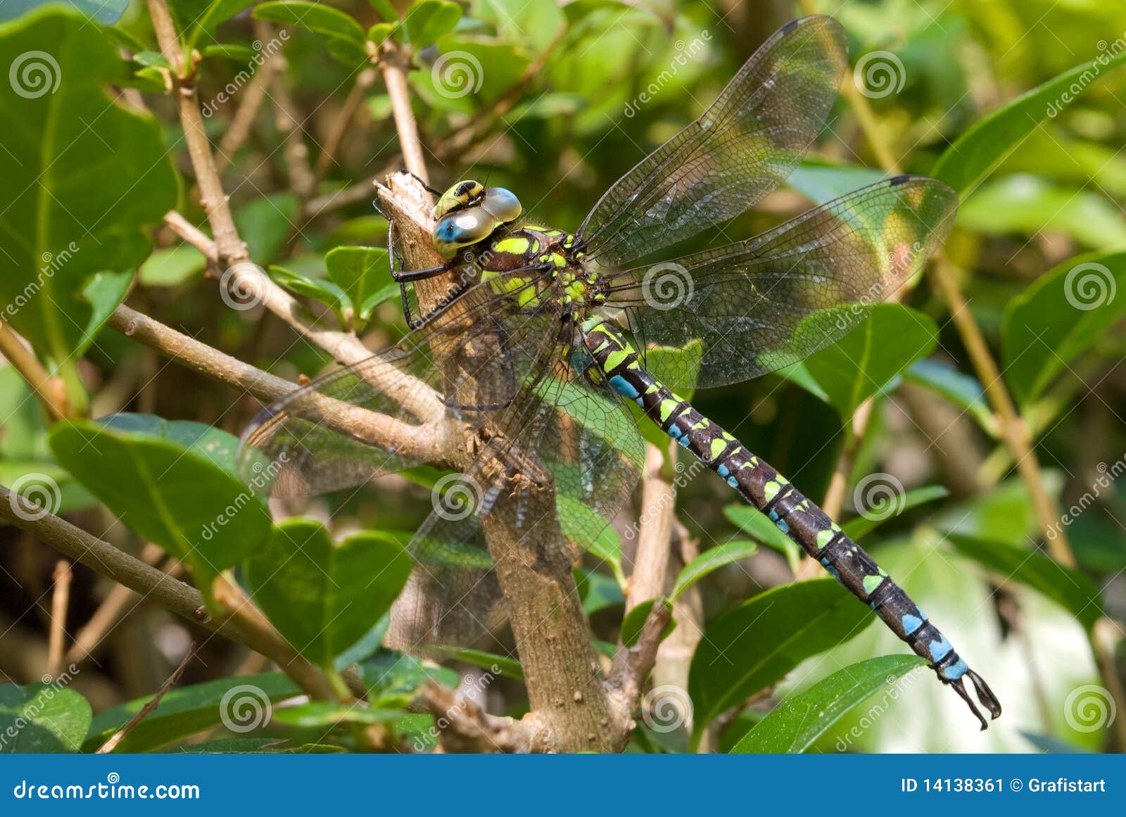 Well camouflaged dragonfly stock image. Image of insect - 14138361