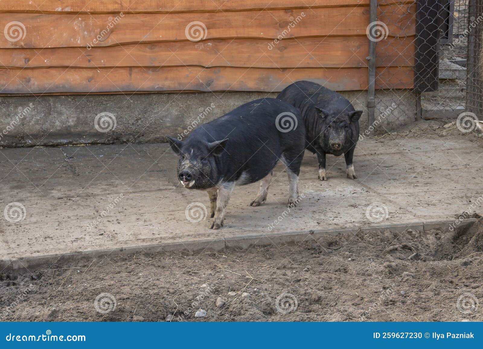 Well-fed Contented Black Haired Pigs Kept in a Spacious Paddock Stock ...
