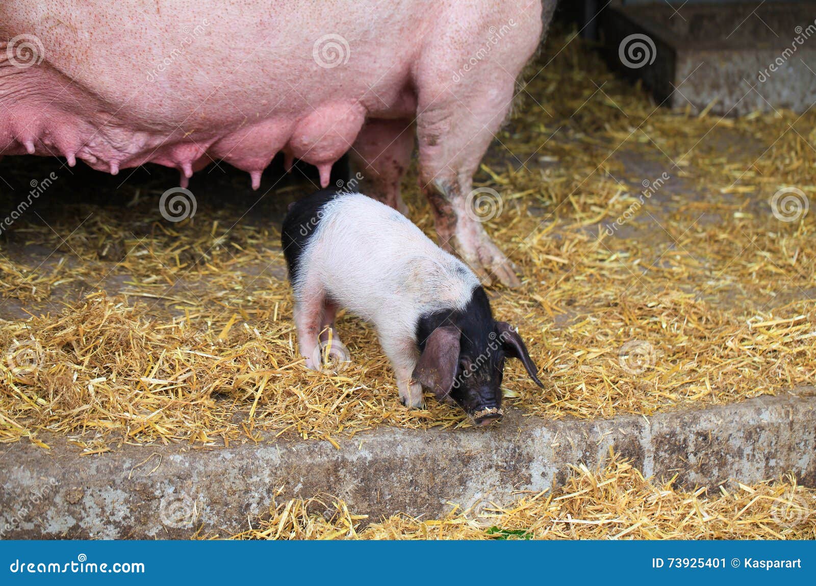 Well Fed Piglet and the Teats of the Mother Pig Stock Image - Image of ...