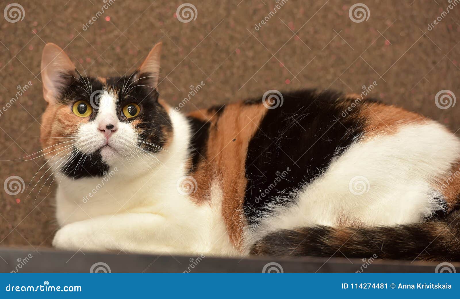 Well-fed three-colored cat stock image. Image of domestic - 114274481