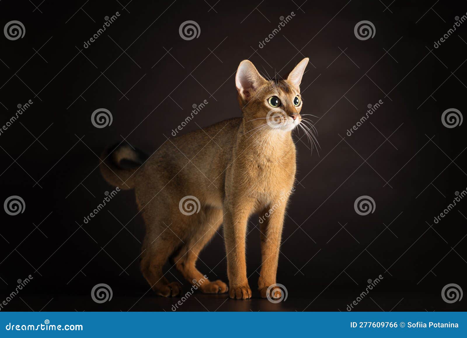 Well-groomed Cat of the Abyssinian Breed Standing on a Dark Background ...