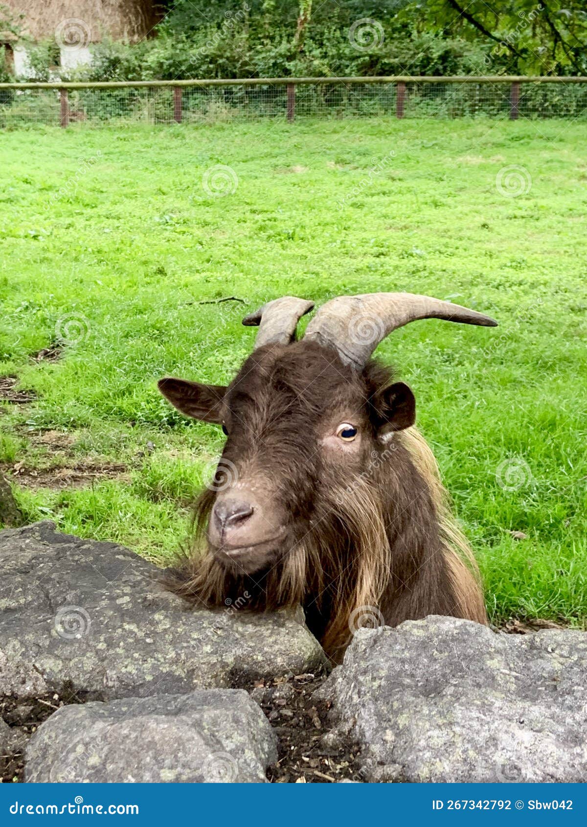 Well hello goat stock photo. Image of goat, ireland - 267342792