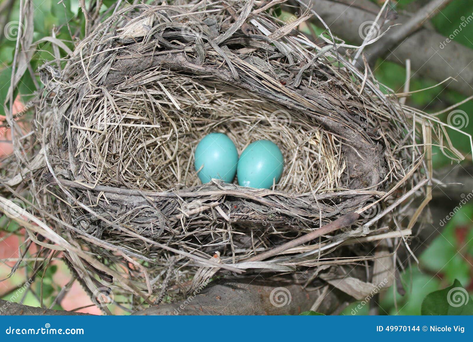 Well Hidden Robins Nest stock photo. Image of bird, hidden - 49970144