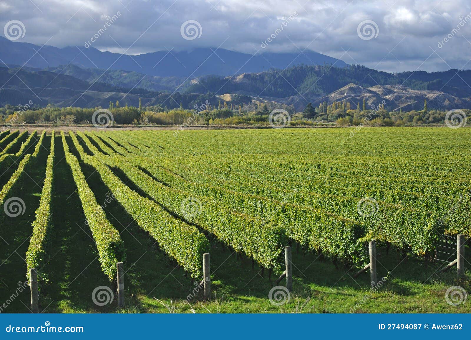 Well kept vinyard stock image. Image of farms, outdoors - 27494087