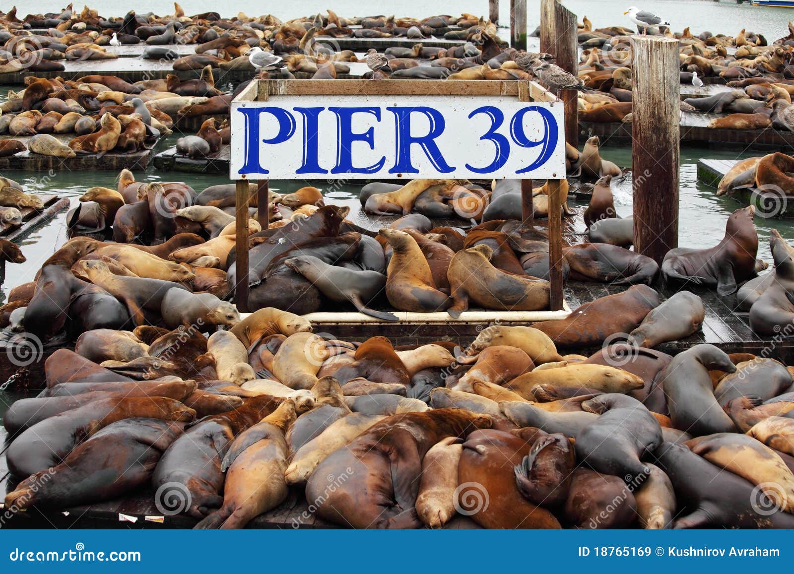 The Well-known Pier 39 in San Francisco Stock Image - Image of roar ...