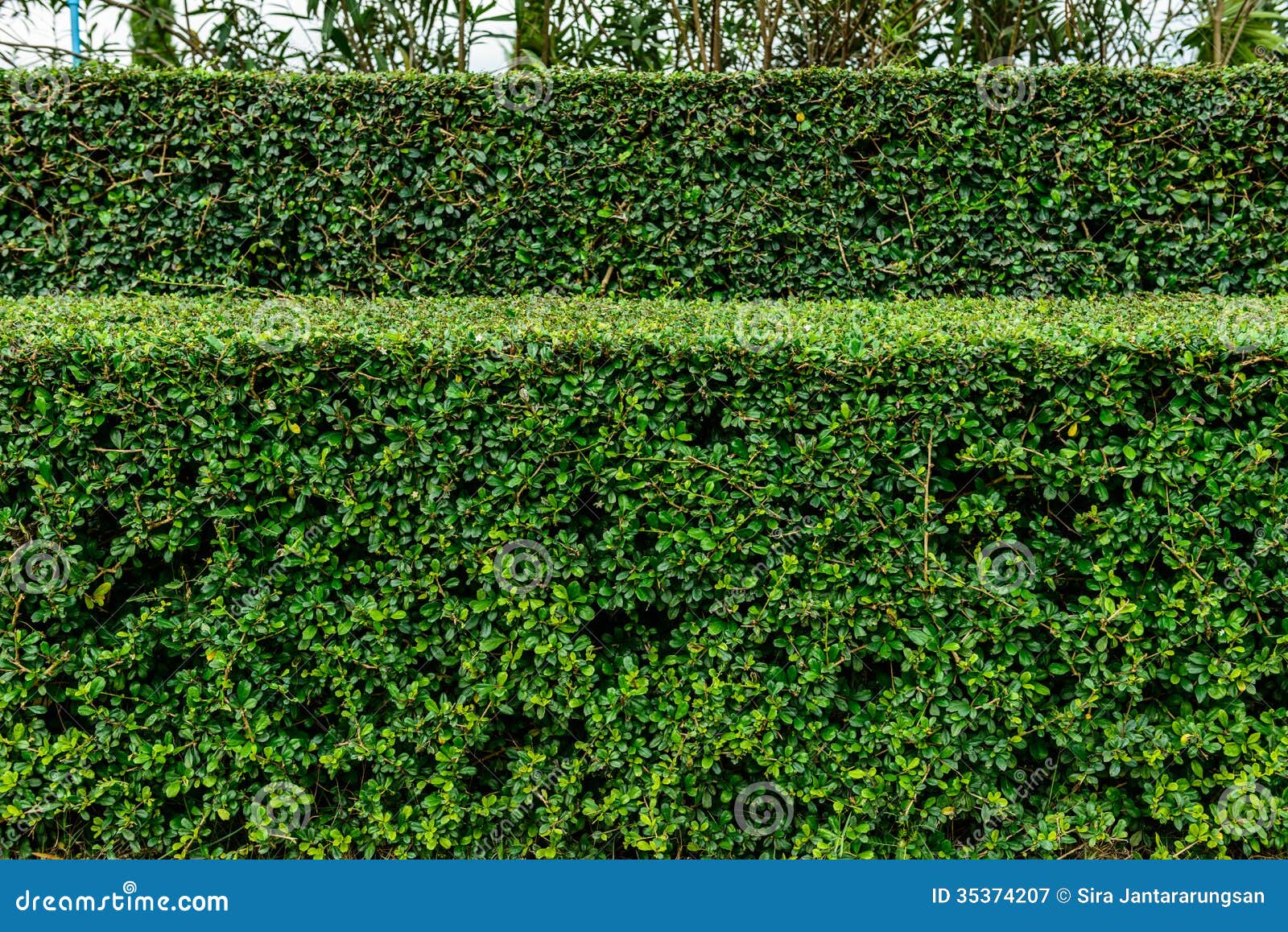 A Well Landscaped and Manicured Hedge of Bushes Stock Image - Image of ...