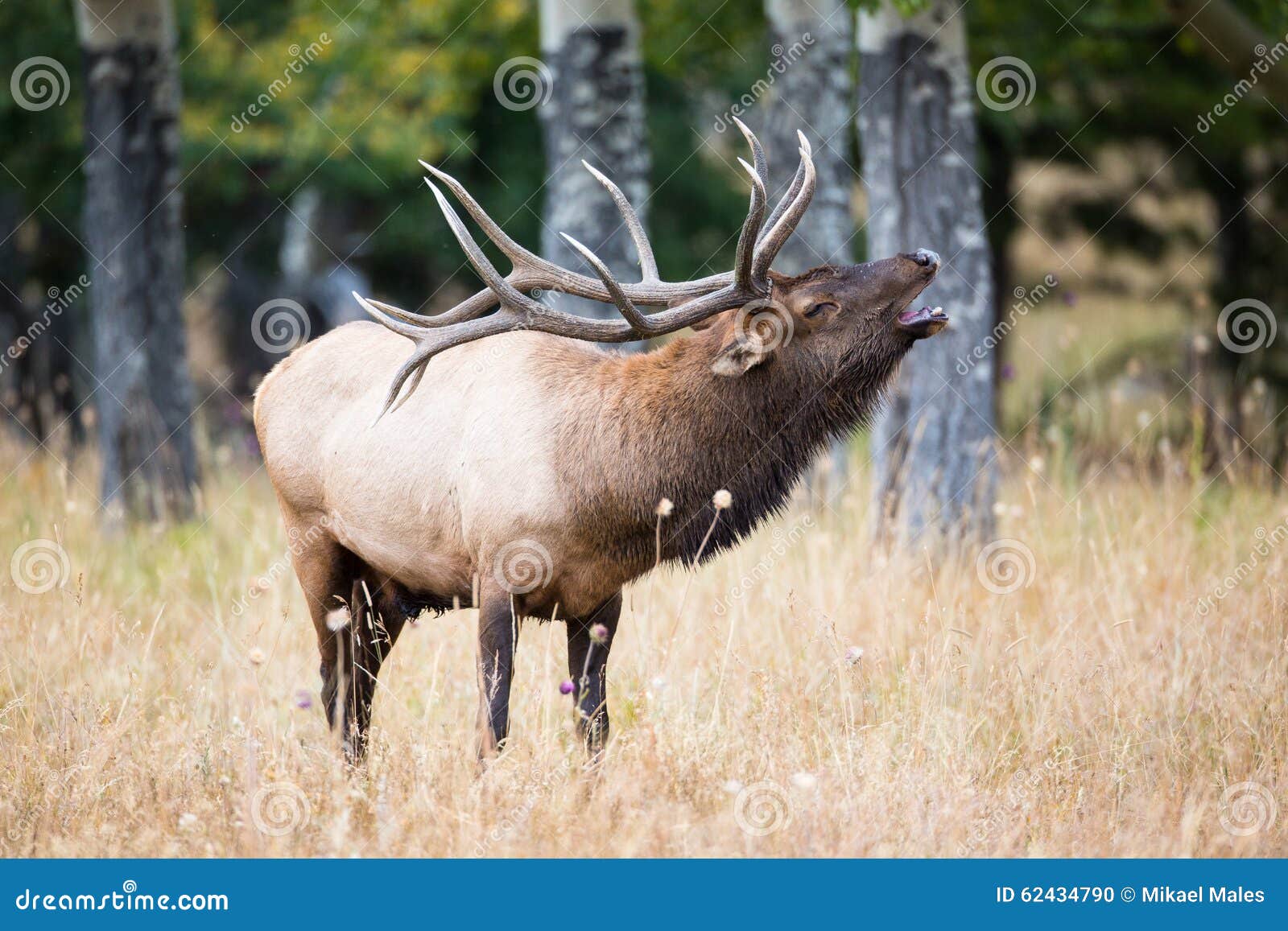 Well lit bull elk bugling stock photo. Image of close - 62434790