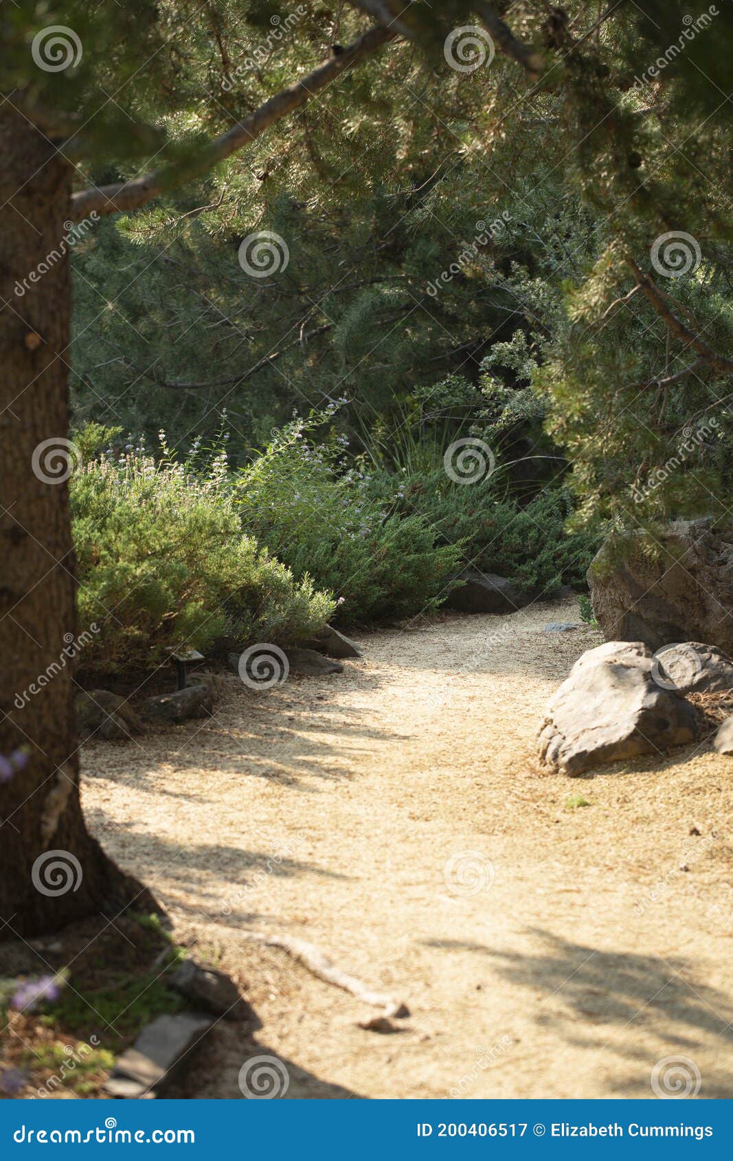Well Lit Path through a Bright Forest with Rocks and Bushes Stock Image ...