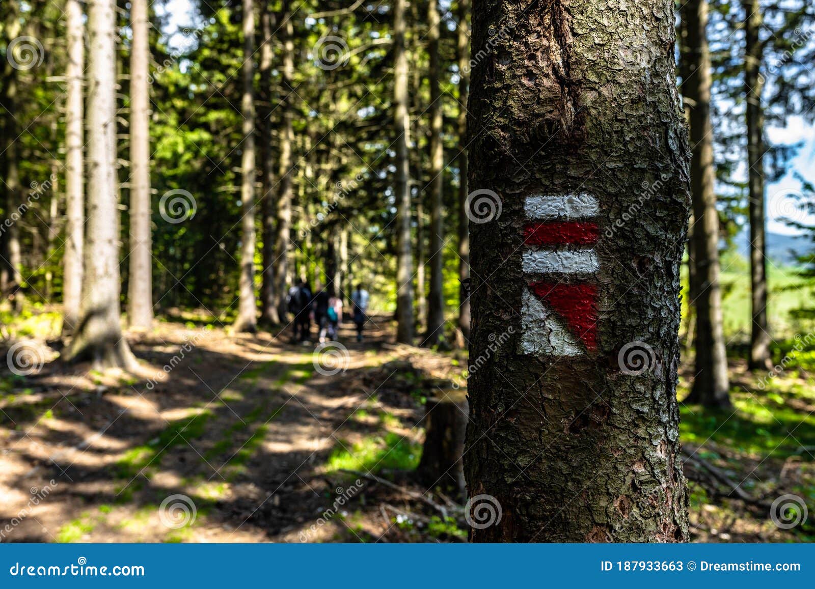 Well Marked Hiking Trail in Beautiful Forest Stock Image - Image of ...
