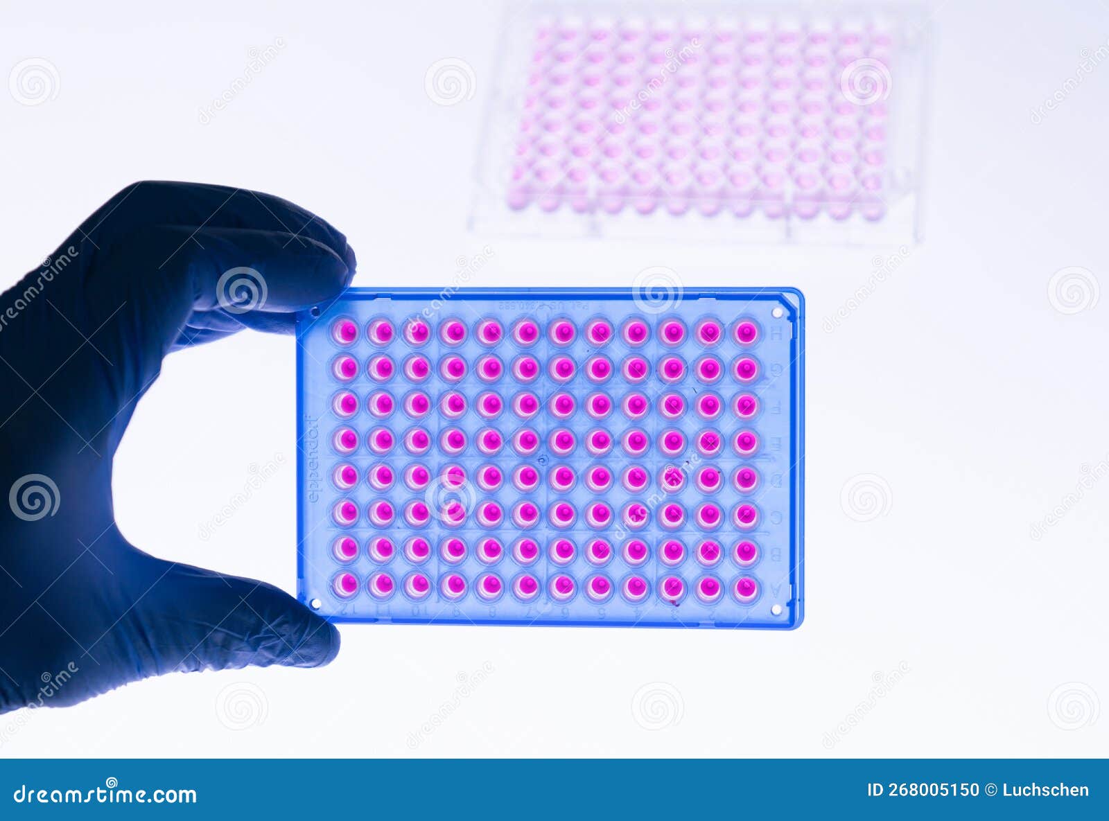 96 Well Plate in the Laboratory of Experimental Genetics of the ...