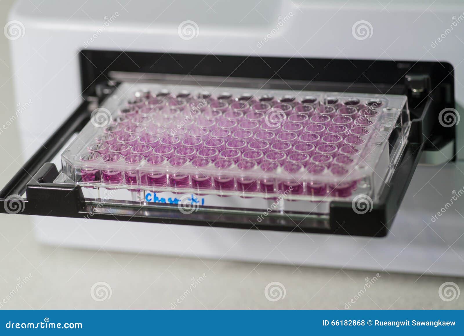 Pcr Well Plate On 96 Well Microplate With Biological Samples Royalty ...