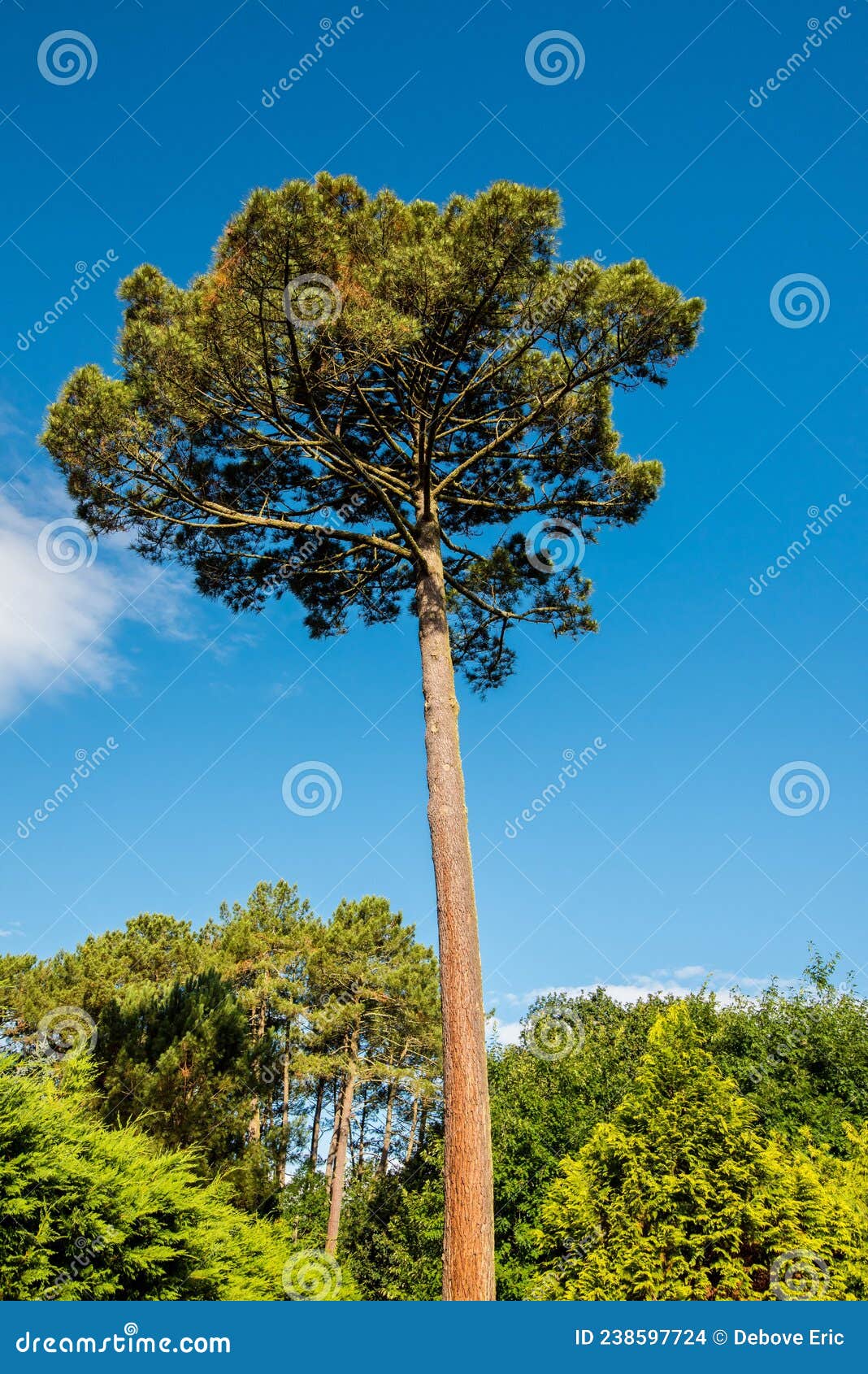 Well Pruned Pine Tree in a Garden Stock Photo - Image of branch, leaf ...