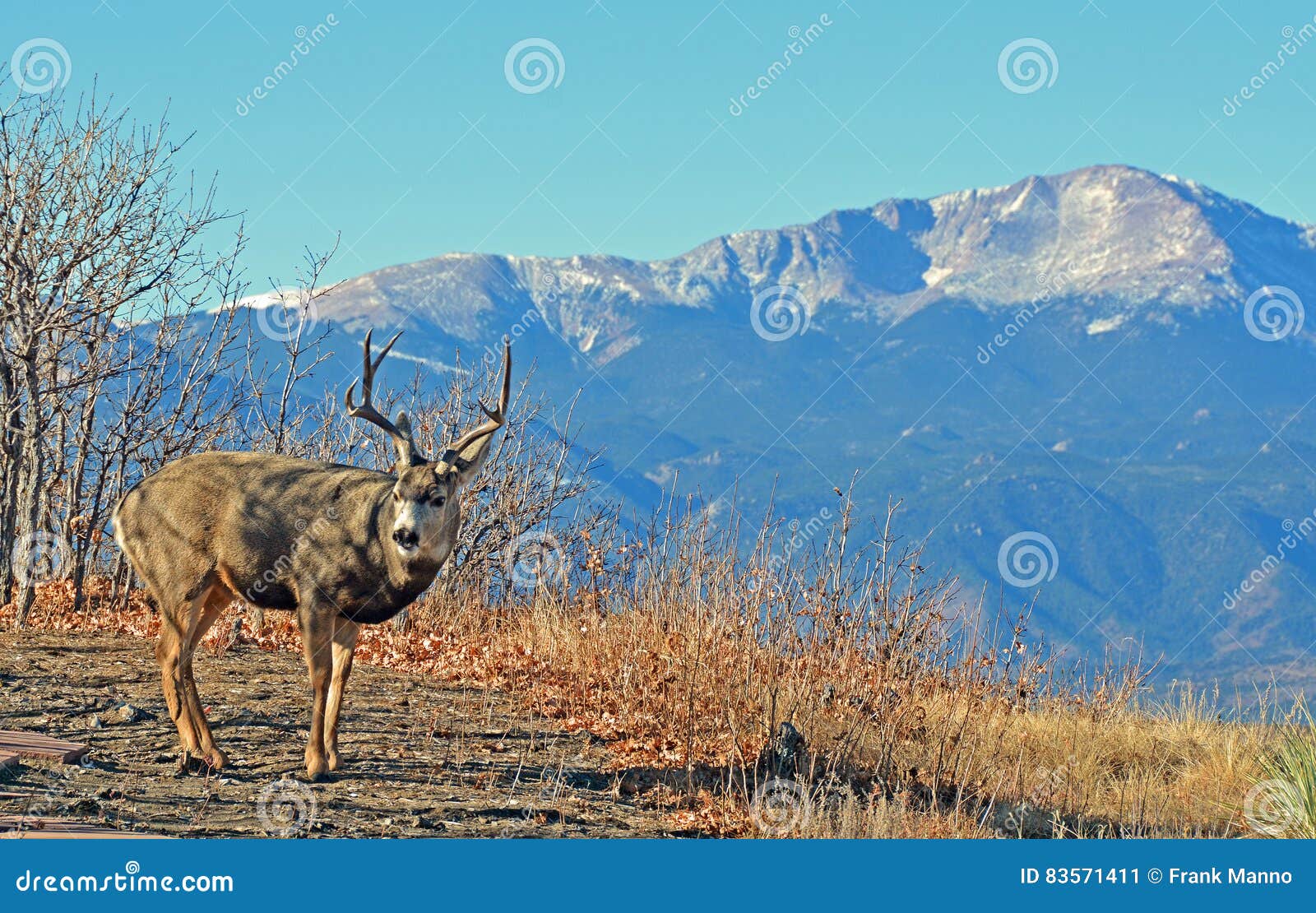A Well Racked Buck in Front of Pikes Peak Stock Image - Image of herd ...
