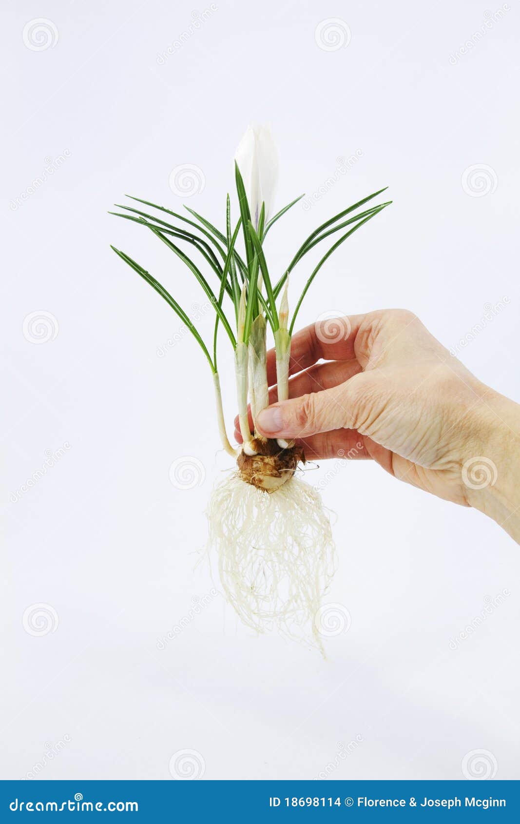 A Well-rooted, Spring Crocus Bulb Stock Photo - Image of sprout, life ...