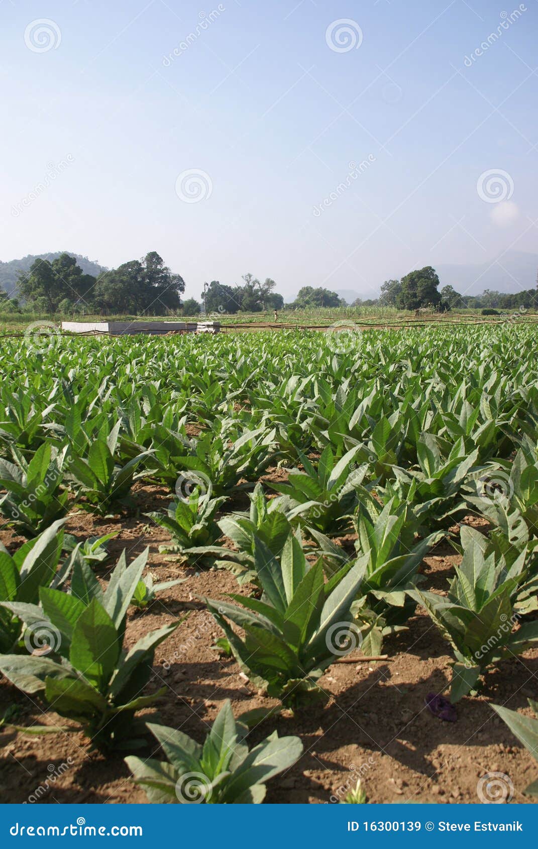 Well tended tobacco field stock image. Image of groing - 16300139