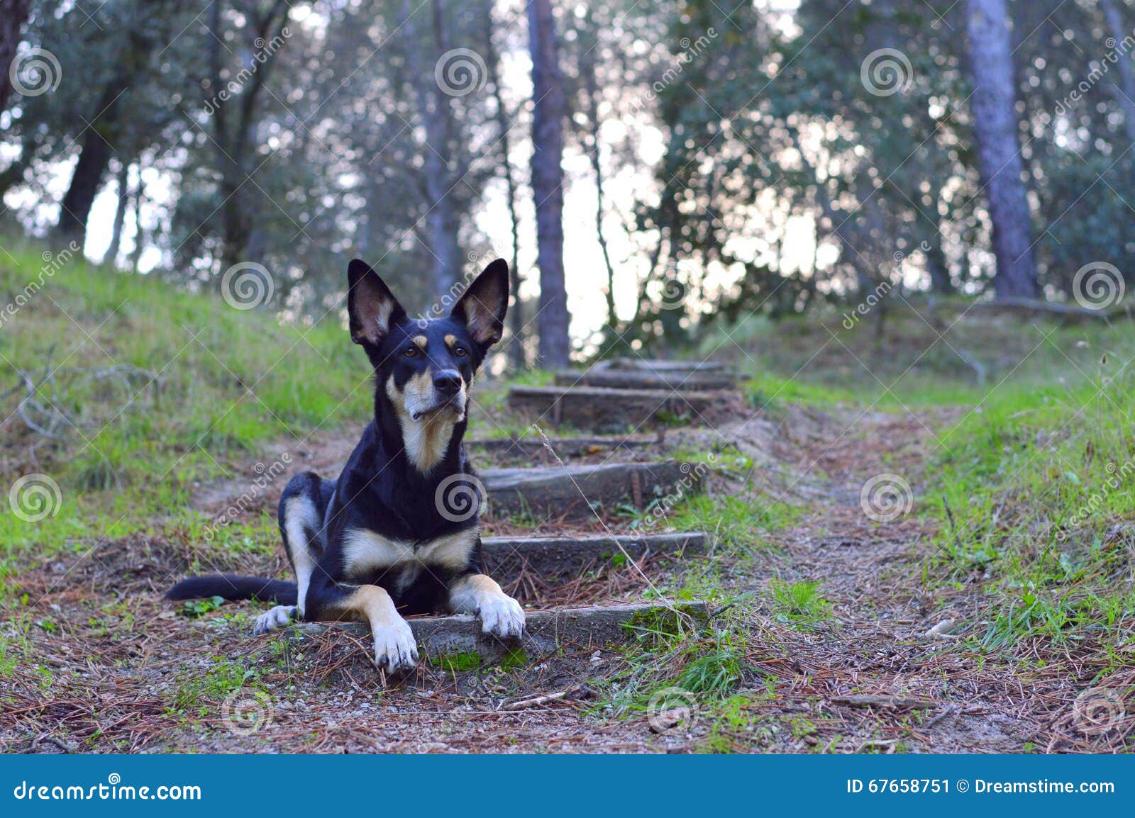 Well trained dog stock image. Image of polite, obedient - 67658751