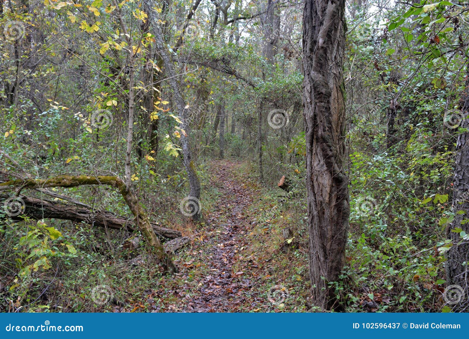 Worn trail stock image. Image of scenic, lane, hike - 102596437