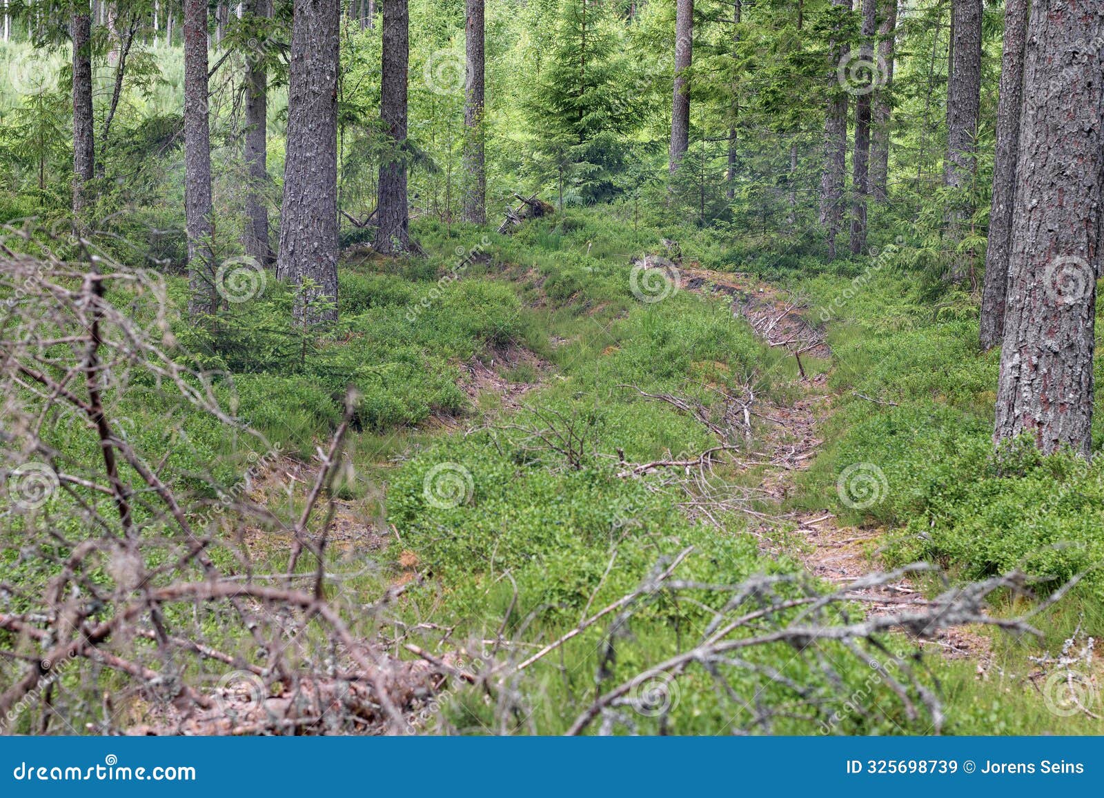 .a Well-trodden and Driven Path in the Forest Stock Image - Image of ...
