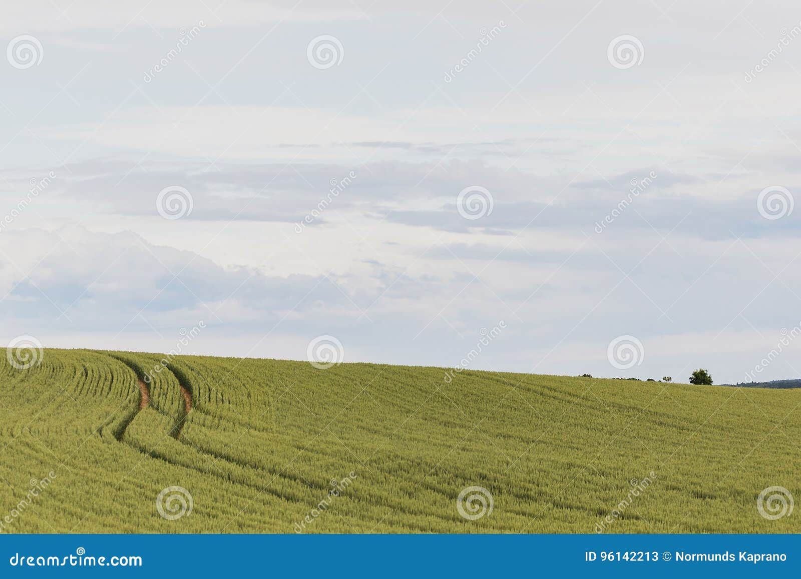 Well-trodden Path through the Cornfield Stock Image - Image of rural ...
