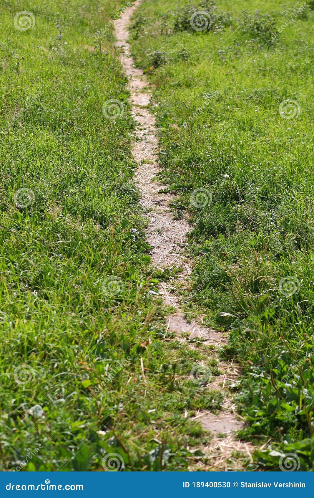 Well Trodden Forest Path Texture. Stock Image | CartoonDealer.com ...