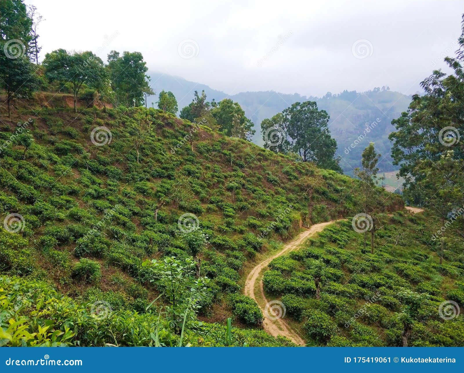 Well-trodden Path on a Green Hill in the Jungle Stock Image - Image of ...