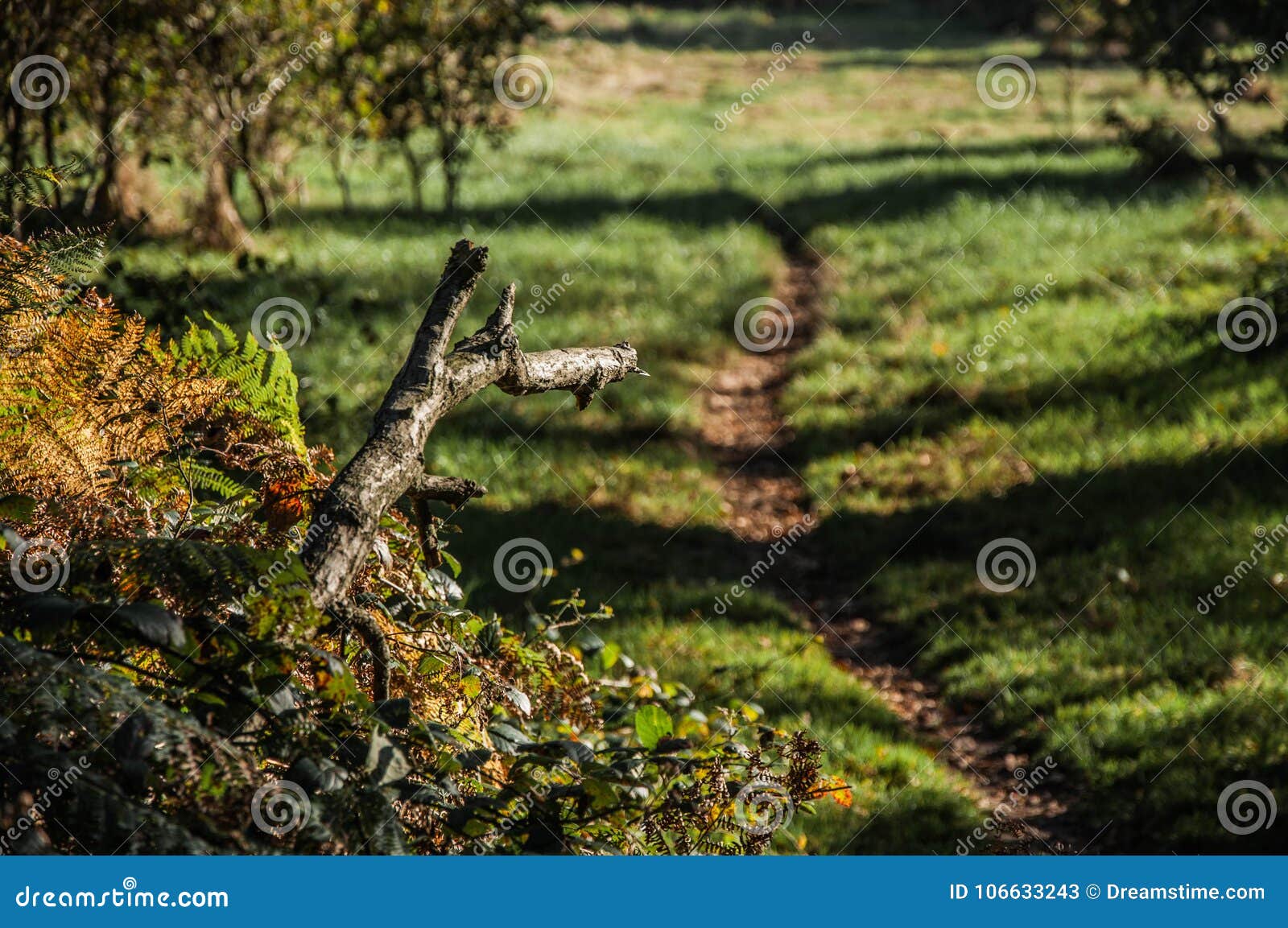 A Well Walked Path Though a Park Stock Image - Image of sticking, park ...