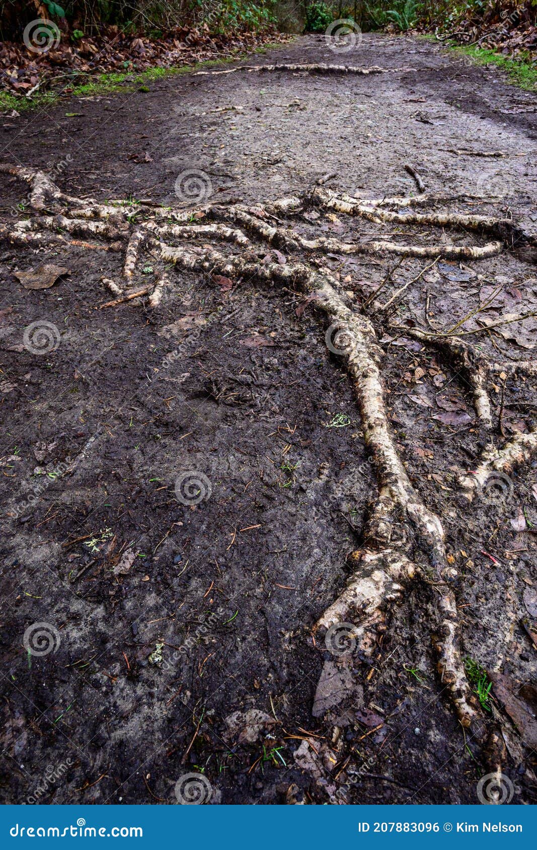 Well-worn Muddy Path with Hazardous Exposed Tree Roots, after the Rain ...