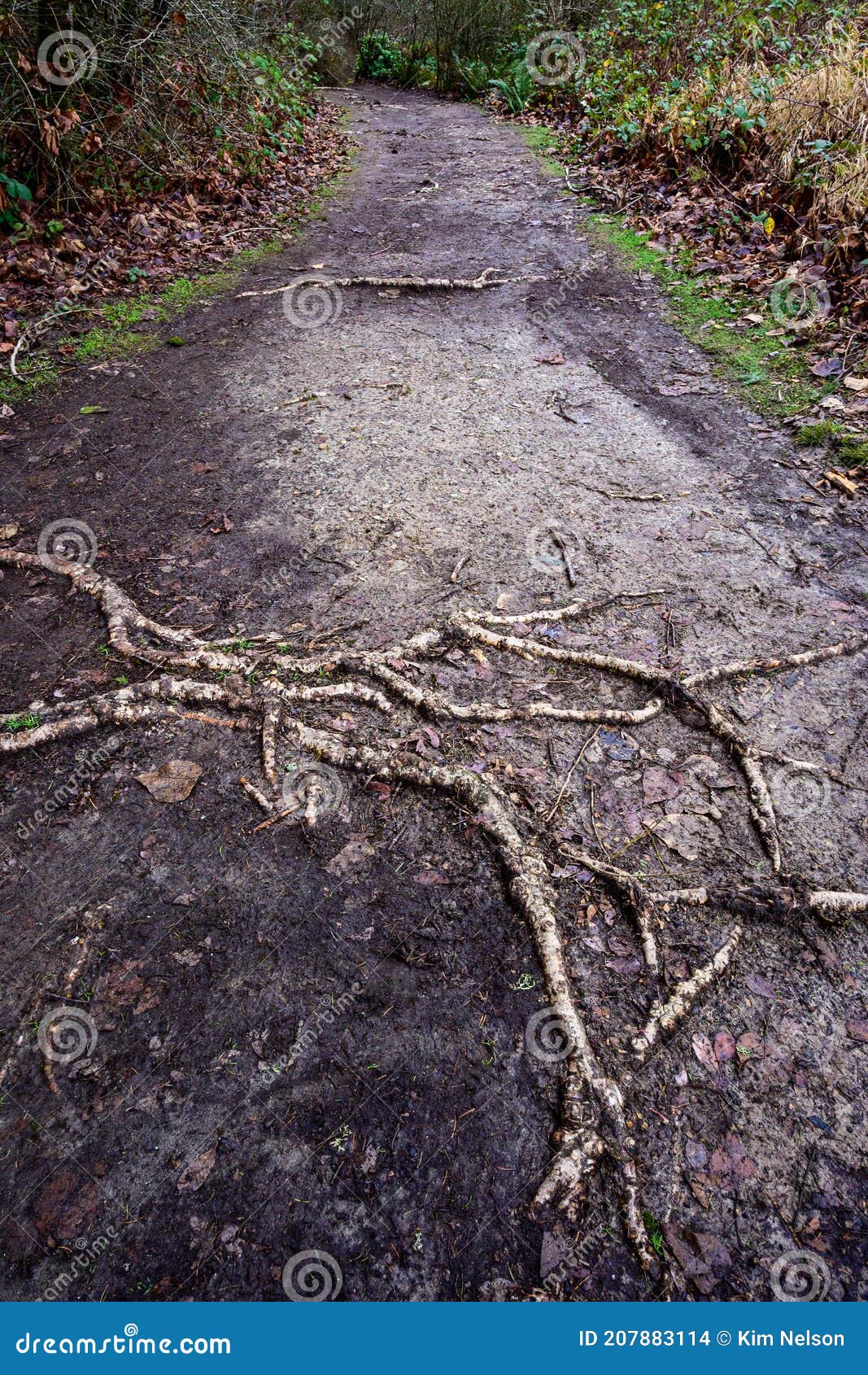 Well-worn Muddy Path with Hazardous Exposed Tree Roots, after the Rain ...